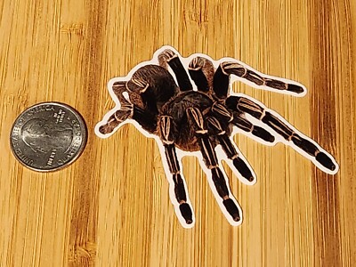 🪳SPIDER Sticker Insect Sticker Bug Sticker Bugs Insects Creepy Nature ...