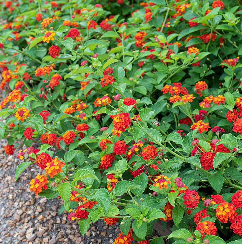 Lantana Red Live for Planting, Perennial Lantana Flowers Plant 4 to 6 ...