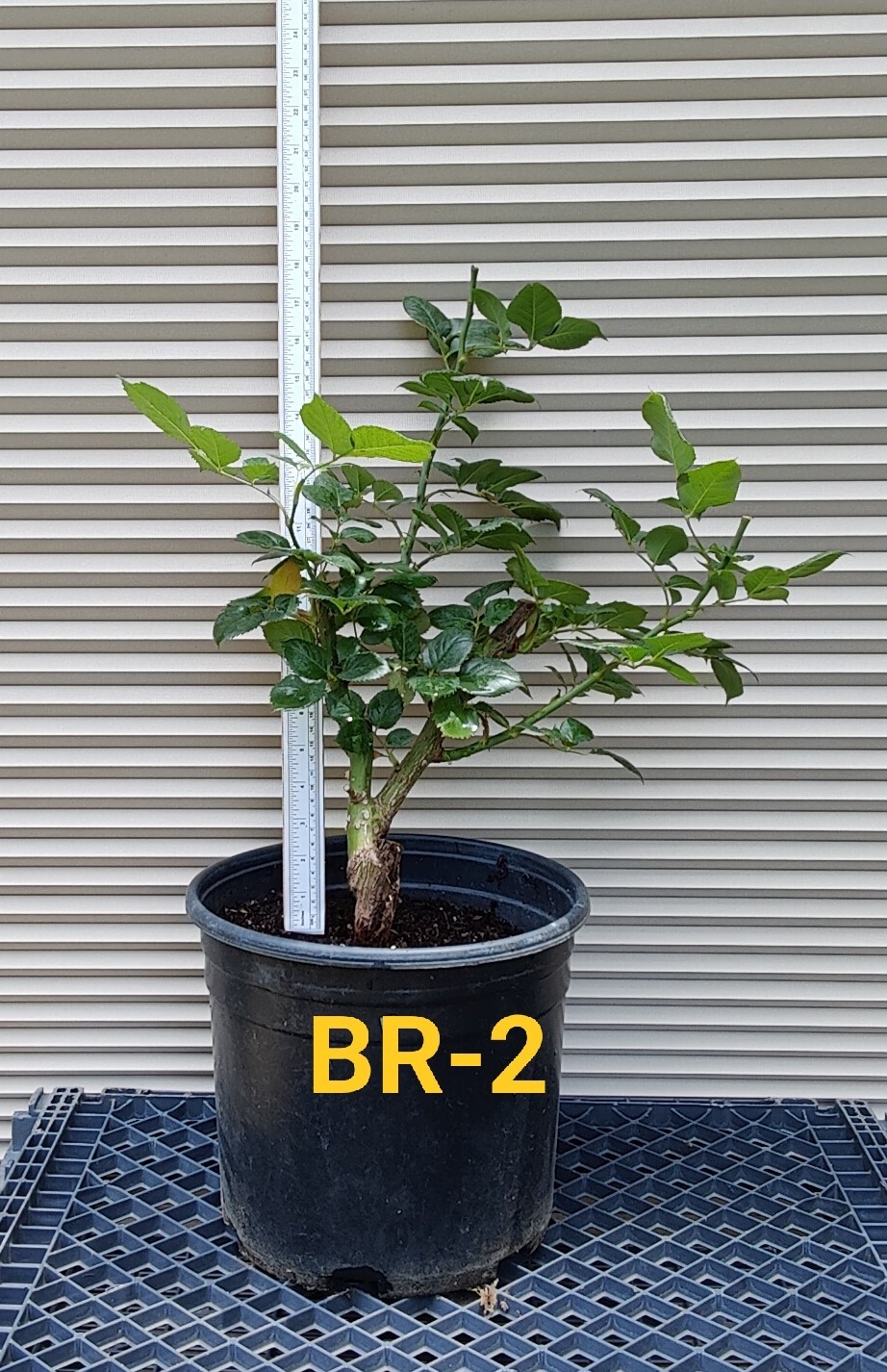 One (1) BACCARA BLACK ROSE - Live Plant Tree from cutting about 22 ...