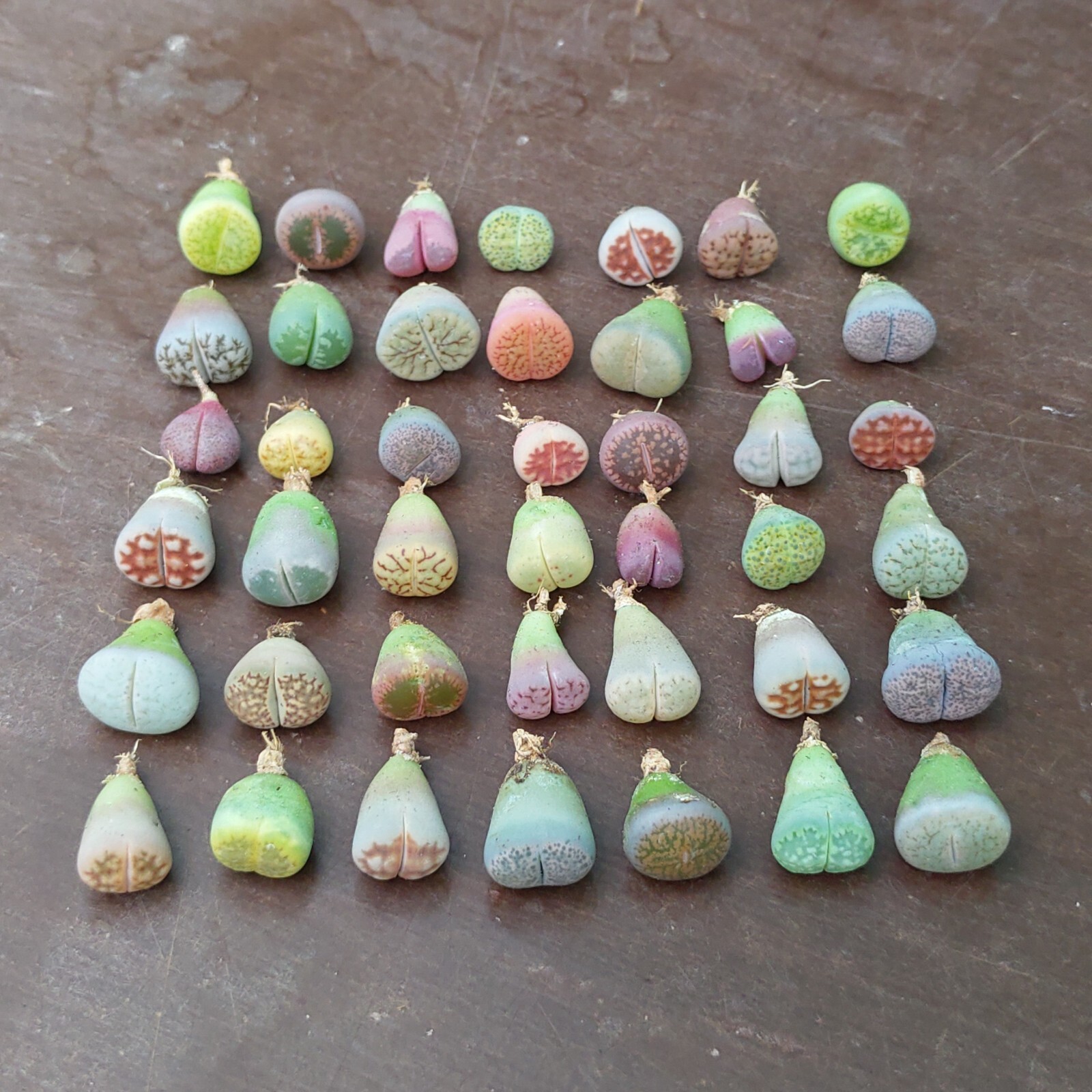 Baby Lithops Plants, Lithops Plants, Living Stones, Rare Lithops ...