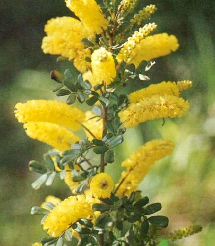 20 X DWARF DRUMMOND'S WATTLE SEEDS,ACACIA,RARE NATIVE YELLOW FLOWER ...