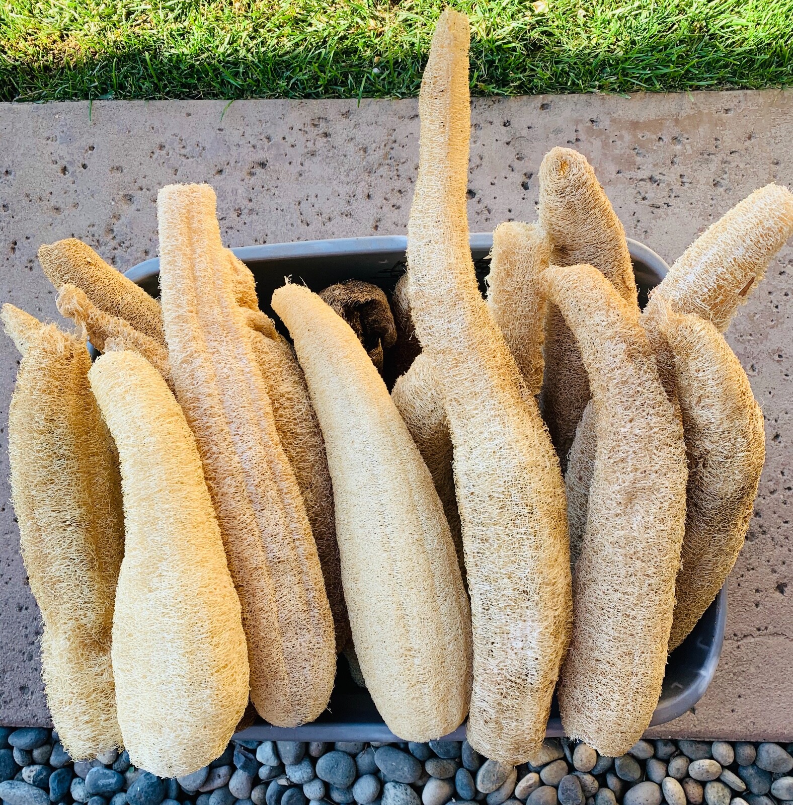 Luffa Back Scrubber , Whole Shower Loofah | eBay