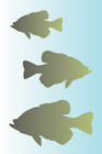 Crappie Panfish STENCIL Outdoor Summer Fish Wildlife Lake Pond DIY ...