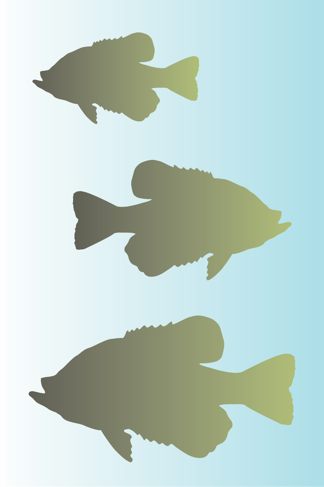 Crappie Panfish STENCIL Outdoor Summer Fish Wildlife Lake Pond DIY ...