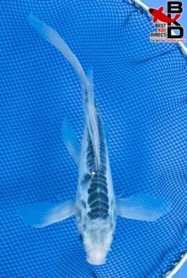 8" BUTTERFLY CAROLINA BLUE! SHUSUI Live Koi Fish Garden Pond 6/13 | eBay