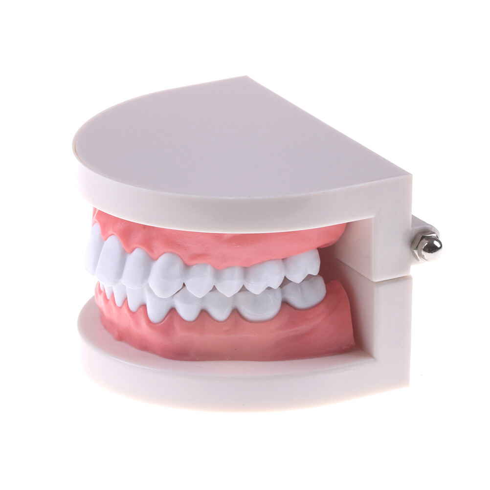 children Education oral teeth toy Dental tooth model Early teaching ...