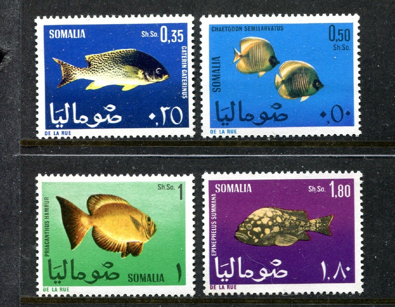 Somalia Fish