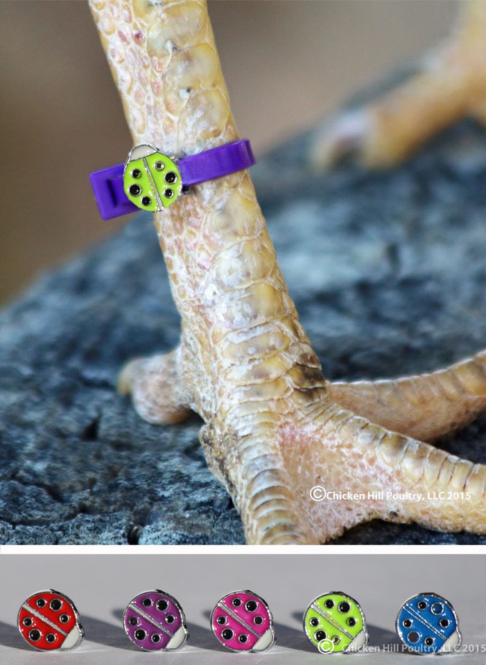 20 Chicken Charm ® Poultry Leg Bands ~Fits Chickens,Geese,Ducks | eBay