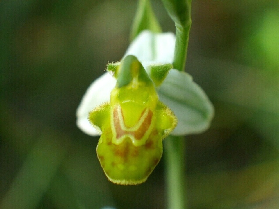 RARE Ophrys Apifera Chlorantha - White Bee Orchid hypochromatic orchid ...