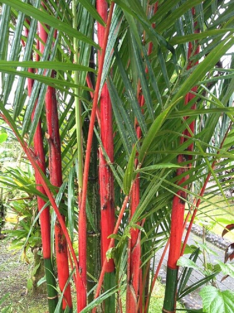 Reed Bamboo Plants Heliconia Bihai X Caribaea Cv. Richmond Red