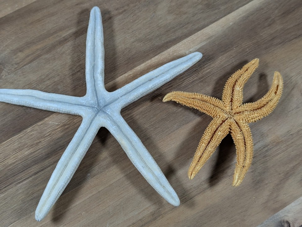 2 Real Starfish Pair White Finger & Orange Sugar Sea Stars Beach ...