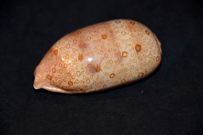 Specimen Cypraea Arestorides argus - 76.4 mm | eBay