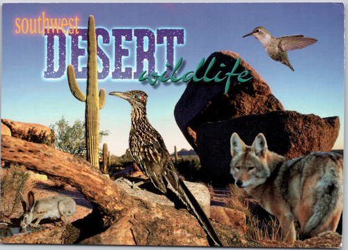 Southwest Desert Widlife Animals Wolf Birds Rabbit Sonoran Mohave USA ...
