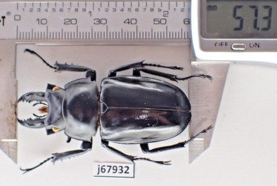 j67932. Insects, Lucanidae: Neolucanus sp. Vietnam North. 57mm? | eBay