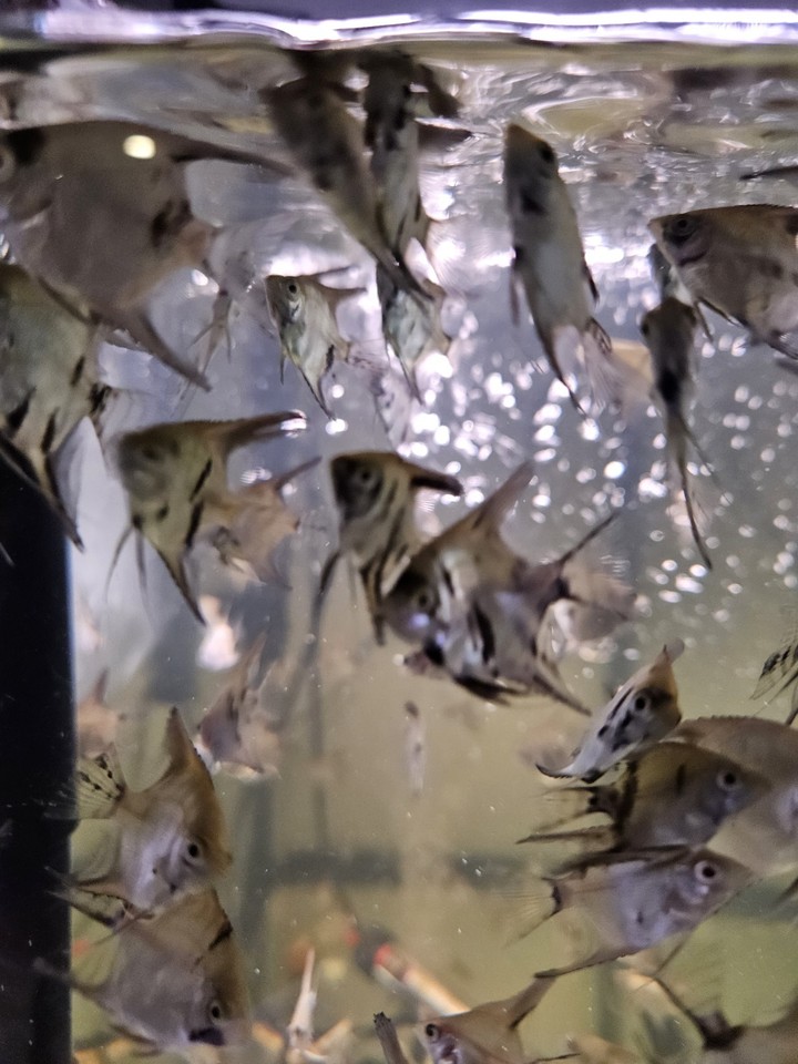 6 Pack Platinum Panda Angel Fish Live Aquarium Tropical 1-2 in Fast ...