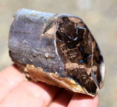 Sweet! Agatized Petrified Polished Eocene Wood Limb 50 Million Years ...