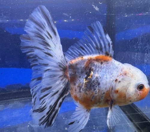LIVE TROPICAL Fish-Thai Oranda Goldfish Long Tail 4 Inch Pond | eBay