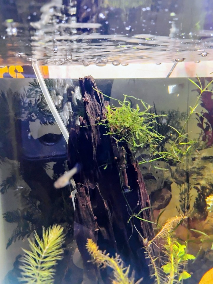 10 Endler LIVE Fish FRY JUVENILES Endlers some adults! Pretty colors as ...