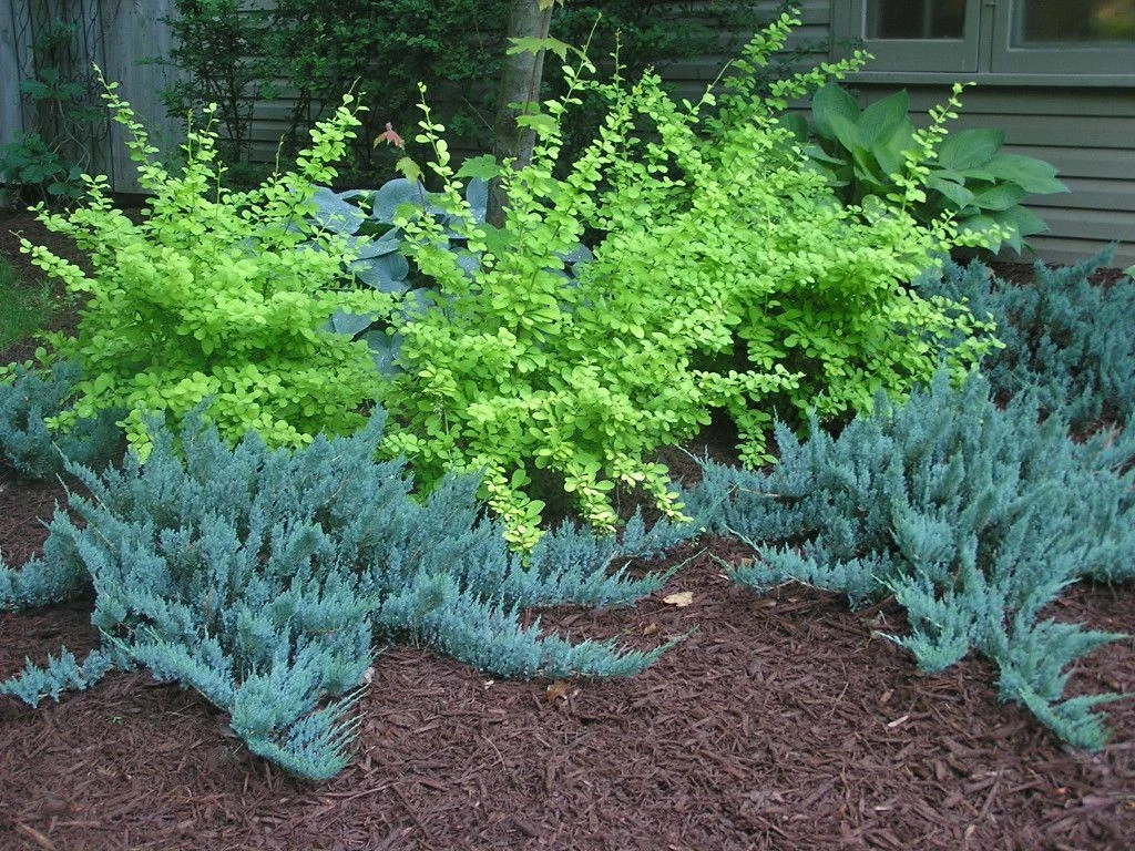 Juniperus Horizontalis Blue Chip