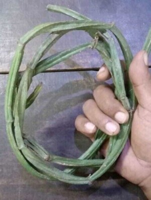 Very Rare Dried Cissus Quadrangularis Plant Veldt Grape Drink Bone ...