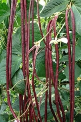 Bean Seeds Burgundy Snake Bean Long Beans Vegetable Seeds Dwarf Red ...