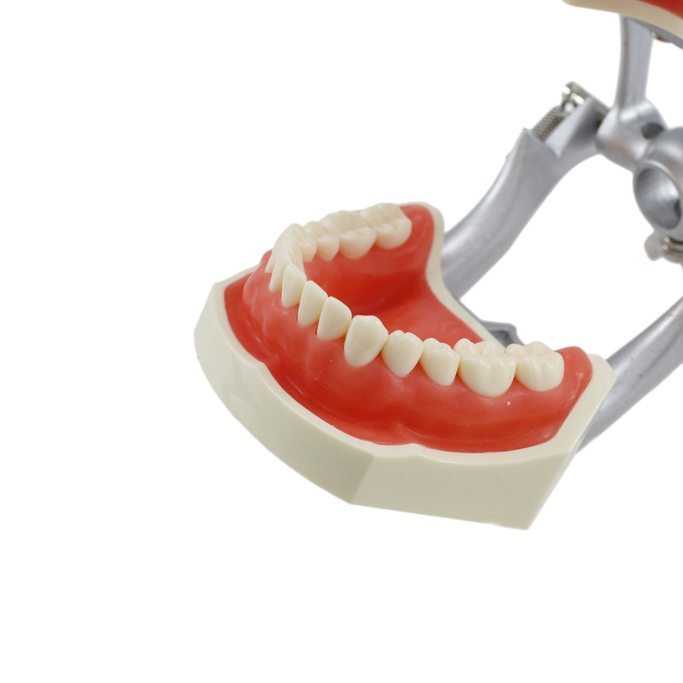 Dental Typodont Model 28 Teeth Kilgore NISSIN 500 Style Mounting Pole ...