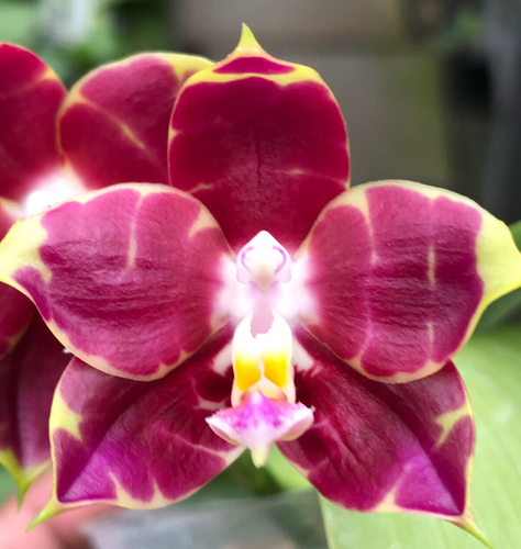 Original Orchid Phal Phalaenopsis Freya's Lollipop x Freya's Firefox ...