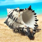 Large Conch Seashell Black White Spiky Rare Big Decorative Sea Shell ...