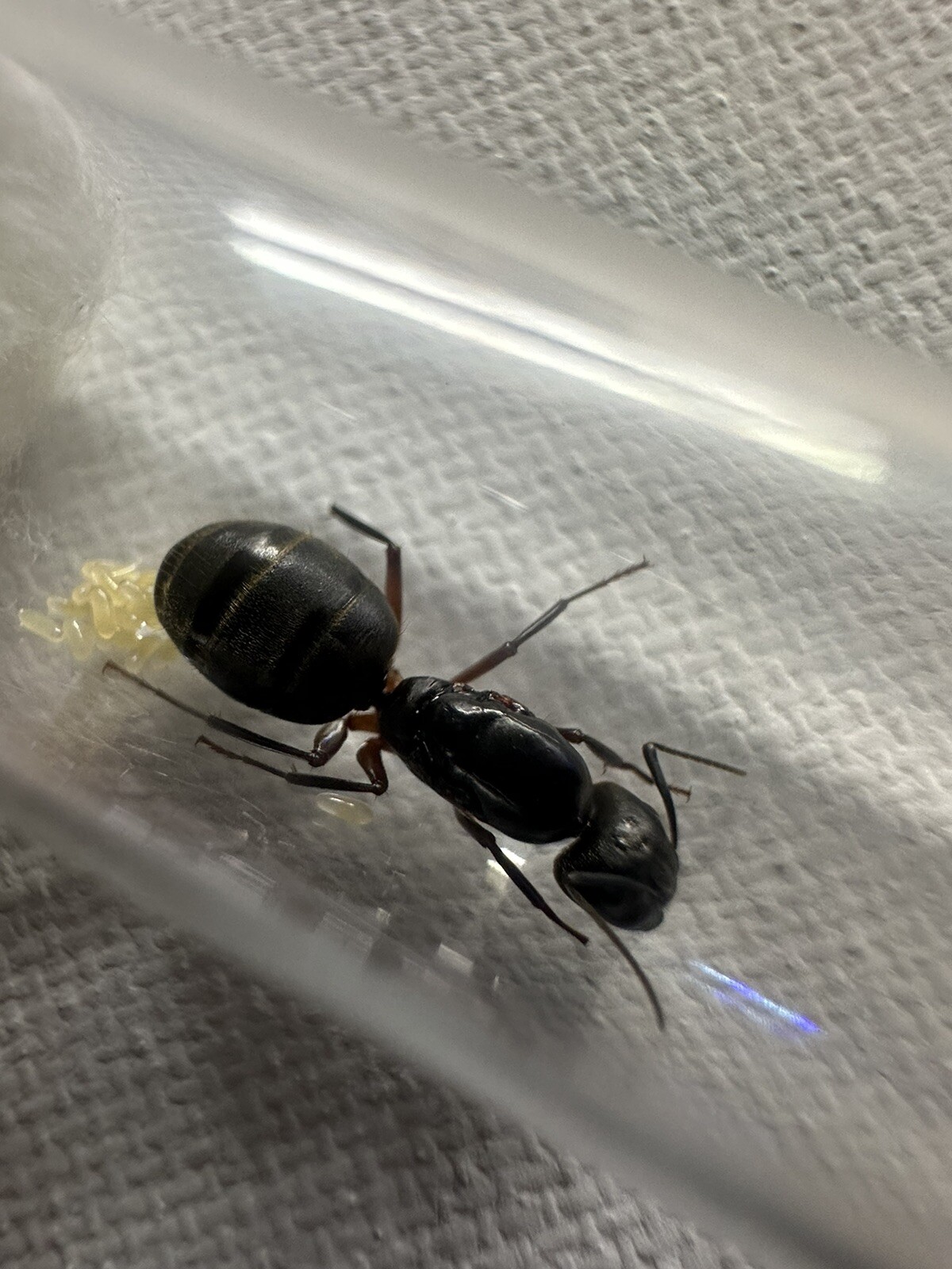 queen ant - camponotus modoc with brood Reptile Feeder Insect Feeder | eBay
