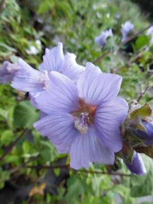LAVATERA BLUE BIRD .. MALLOW.hardy garden plant 9cms pot | eBay UK