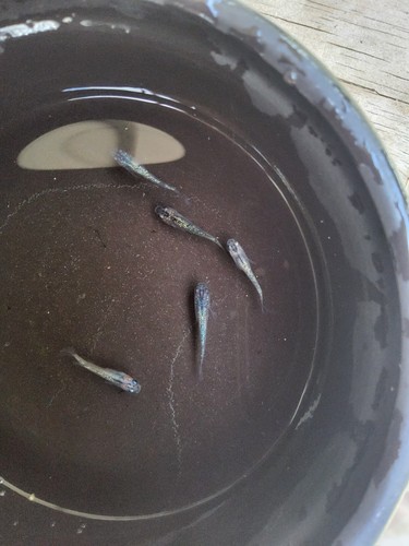 5 Sapphire Medaka Japanese Rice Fish | eBay