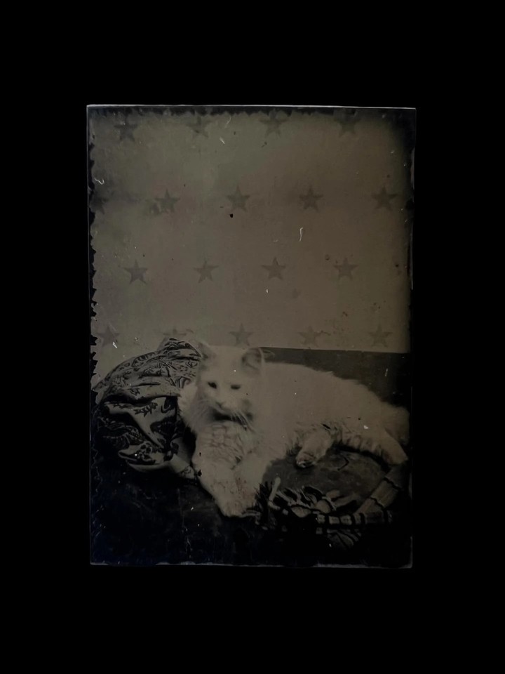 Tiny Gem Tintype ~ Cat Celestial Backdrop, 1860’s Kitty Unusual Scarce ...