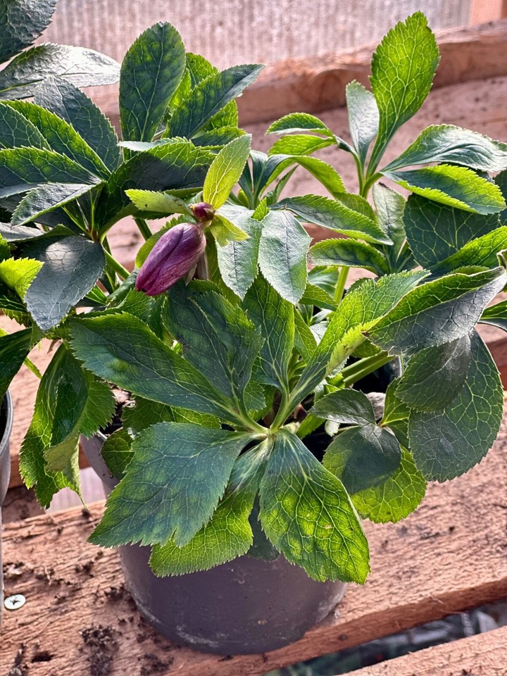 Helleborus x hybridus 'Hello Red' Oriental Hellebore 1 Litre Pot | eBay UK
