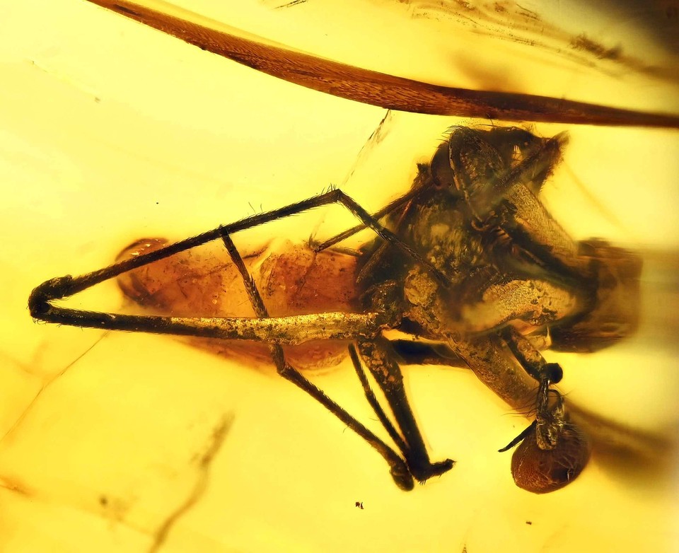 Rare Archaeidae (Assassin Spider), Fossil Inclusion in Baltic Amber | eBay