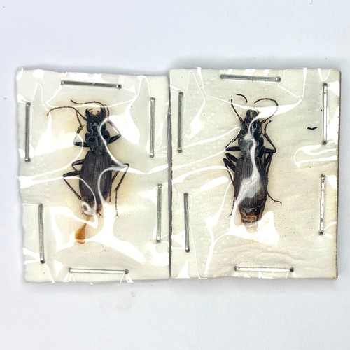 Savage Carabidae Specimen丨Pterostichus syleus ×2 20mm A1 Liaoning, CN ...