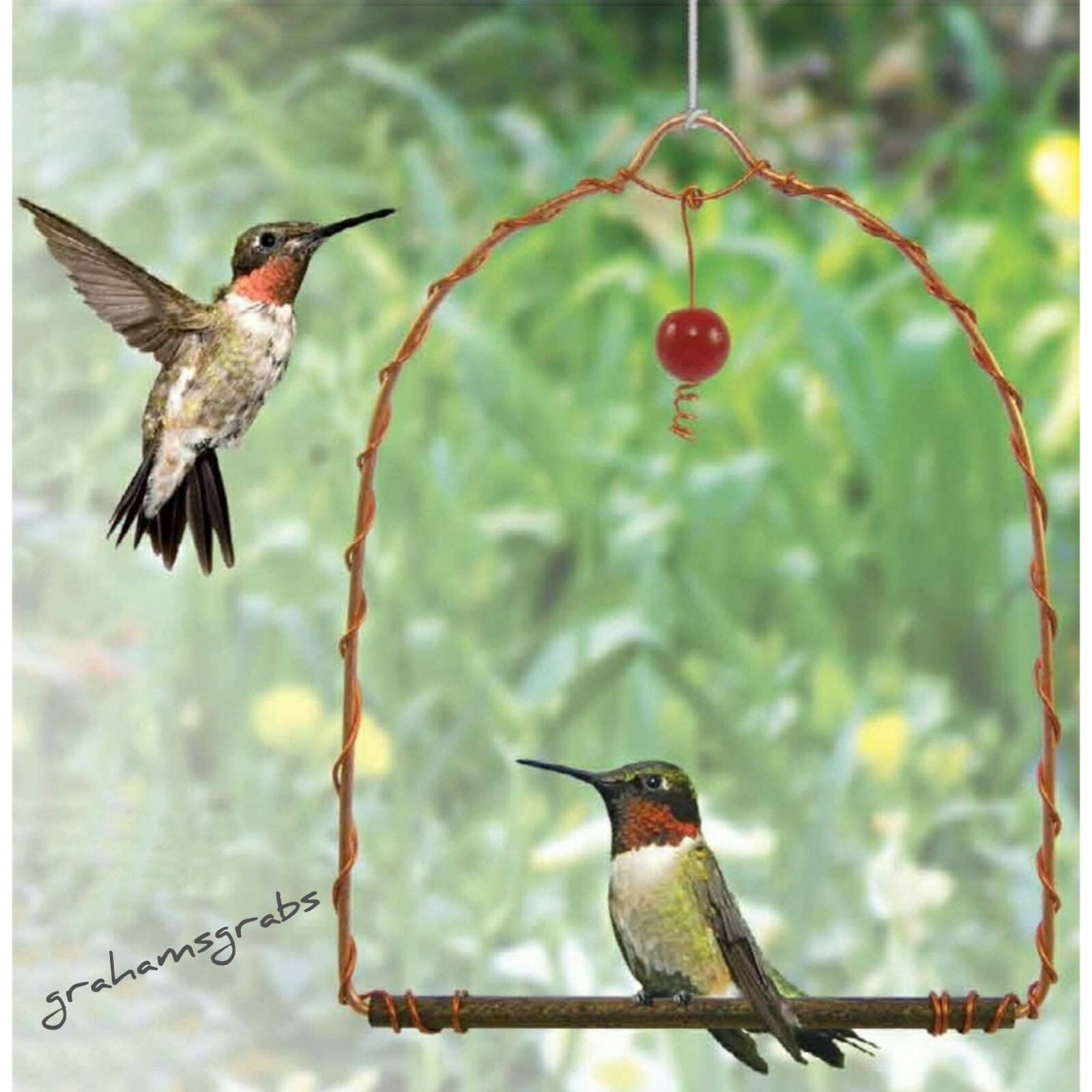 Bee Hummingbird In Hand