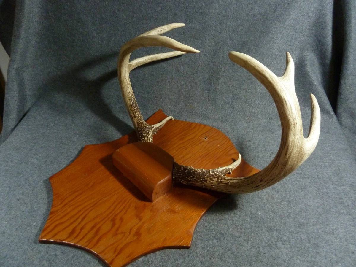 Deer Horn Plaques