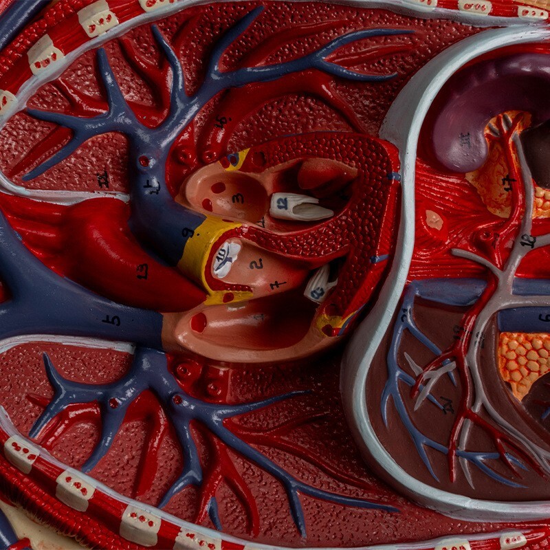 90cm Human blood circulation model, medical human anatomy system ...