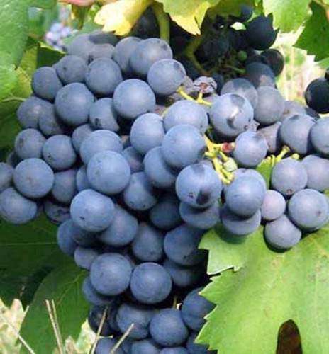 FORTRESS- extra fertile GRAPES FOR cold zones -USA, CANADA, Scand- 10 ...