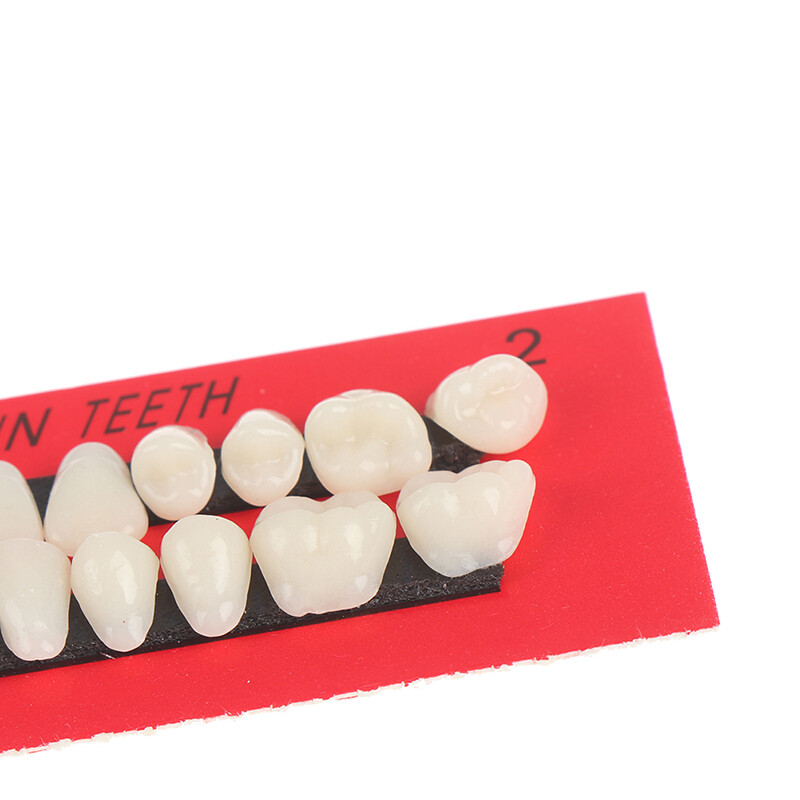 28Pcs Resin Teeth Model Durable Dentures Universal False Teeth Dental ...