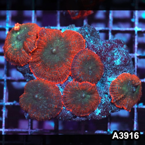 Item#A3916IN3916(M) WYSIWYG Indo Ultra Unique Rhodactis Mushroom Colony ...