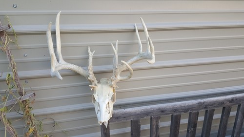 165" Double Beam WHITETAIL DEER RACK FULL SKULL mule elk shed antlers ...