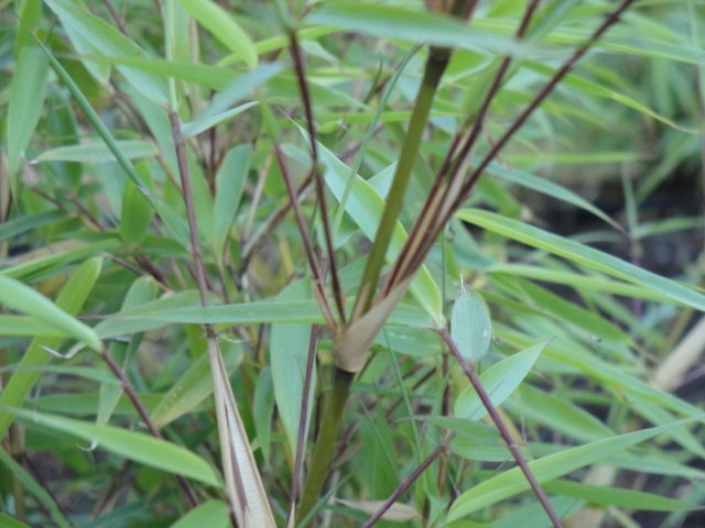 Box Of 5 Fargesia Rufa Sunset Glow Live Clumping Bamboo Plant For Hedge ...