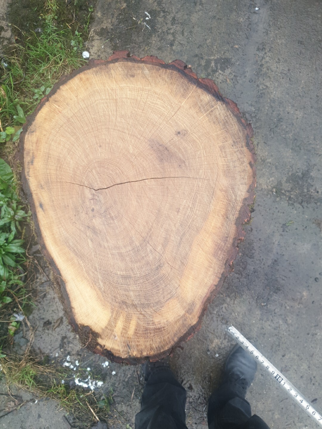Large Oak Tree Trunk Section/Log/Wood - Carving/Woodworking 400mm ...