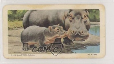 1967 Brooke Bond Red Rose Animals and Their Young Tea Hippo potamus #39 ...