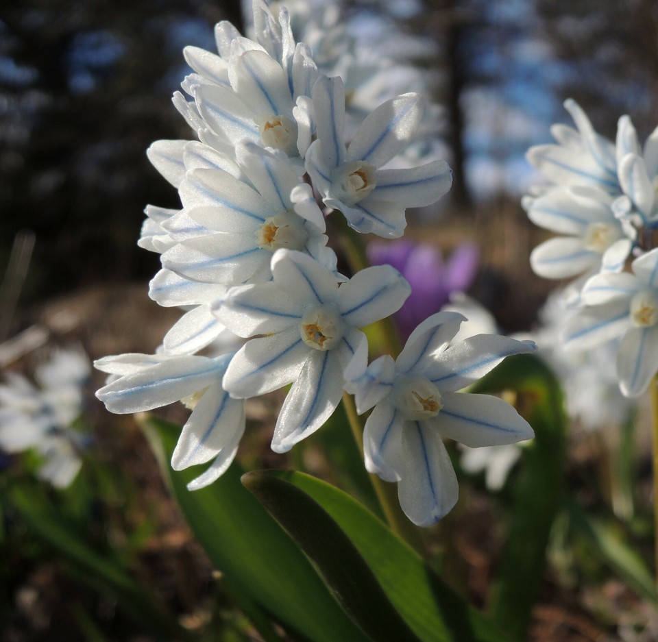 PUSCHKINIA LIBANOTICA BULBS Russian Snowdrop Spring Flowering Garden ...