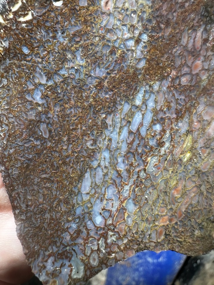 Dinosaur gem bone rough **hxtled slab. | eBay