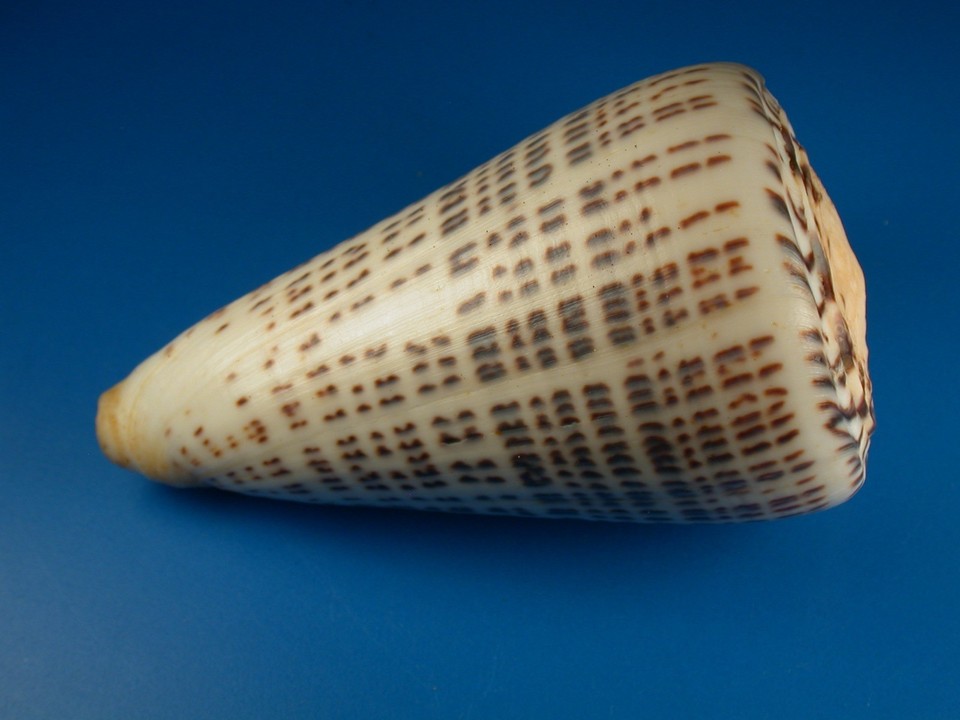 Conus leopardus, Great Pattern, 103.3mm, Fiji Shell G197 | eBay