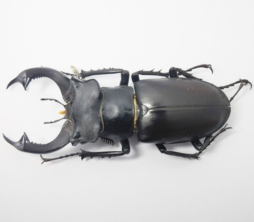 Lucanidae +Wild+ Lucanus akbesianus 68mm A1 male Turkey | eBay