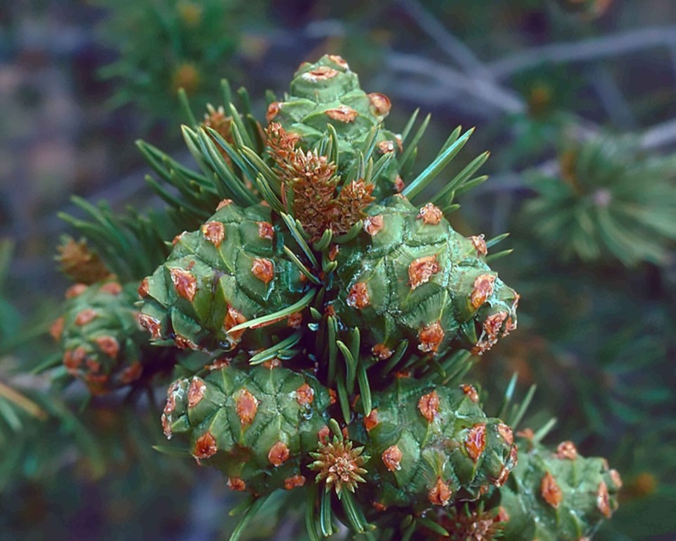 Blue Needled Pinyon Pine, Pinus cembroides monophylla, Tree Seeds ...
